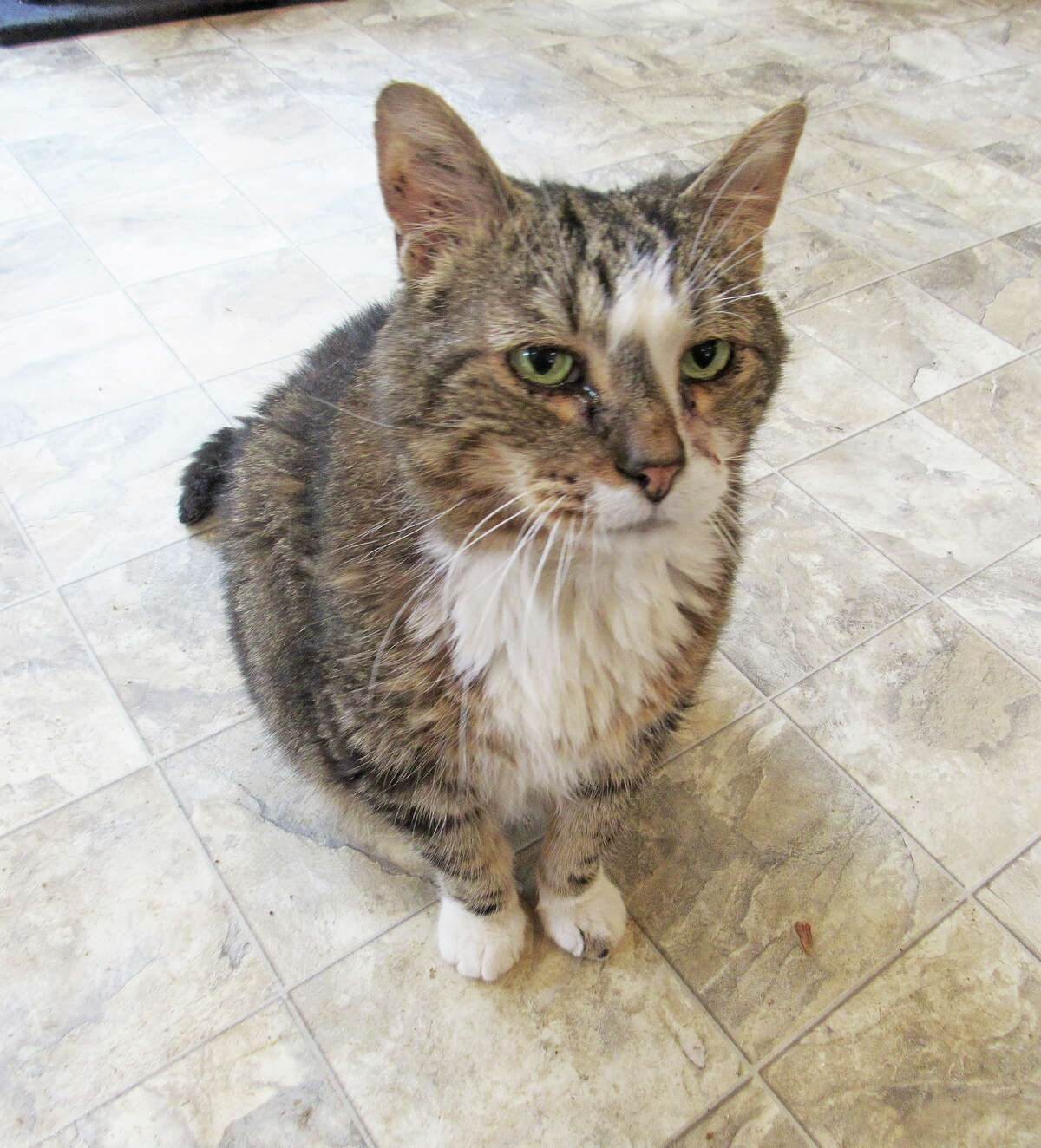 Renee’s Rescue Sanctuary in Godfrey provides hope for animals