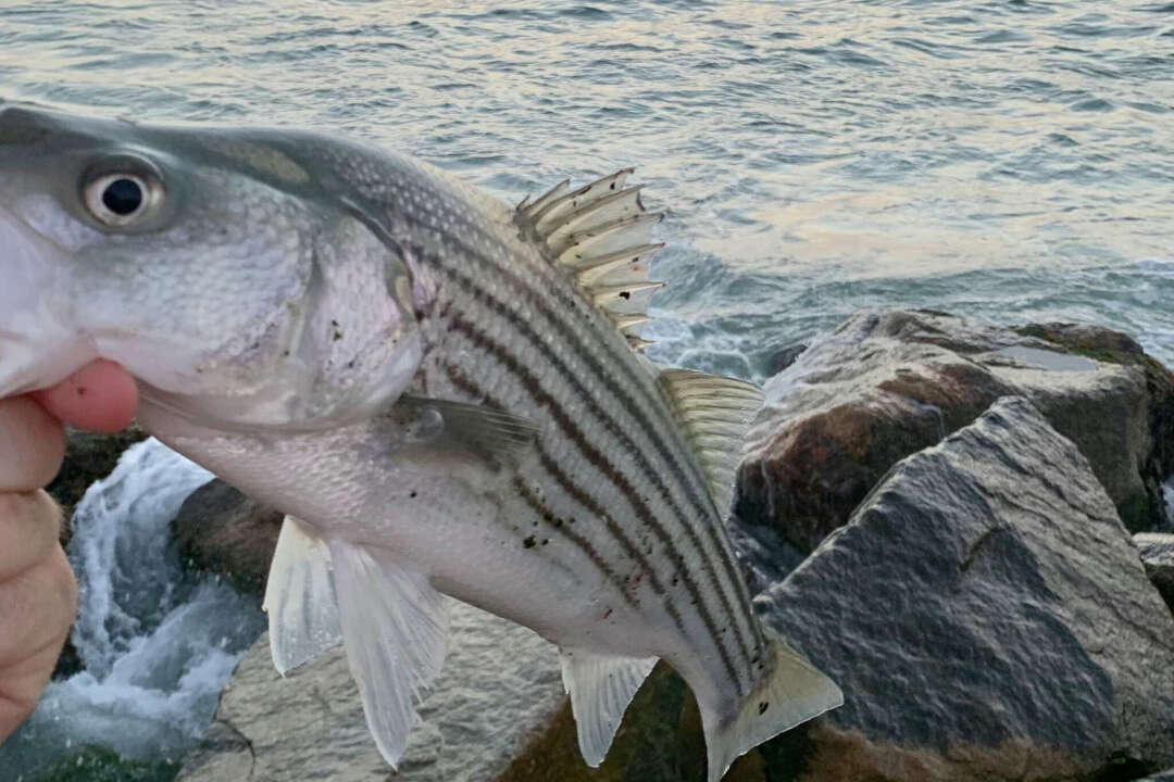 Beginner’s guide to striped bass fishing in the Hudson