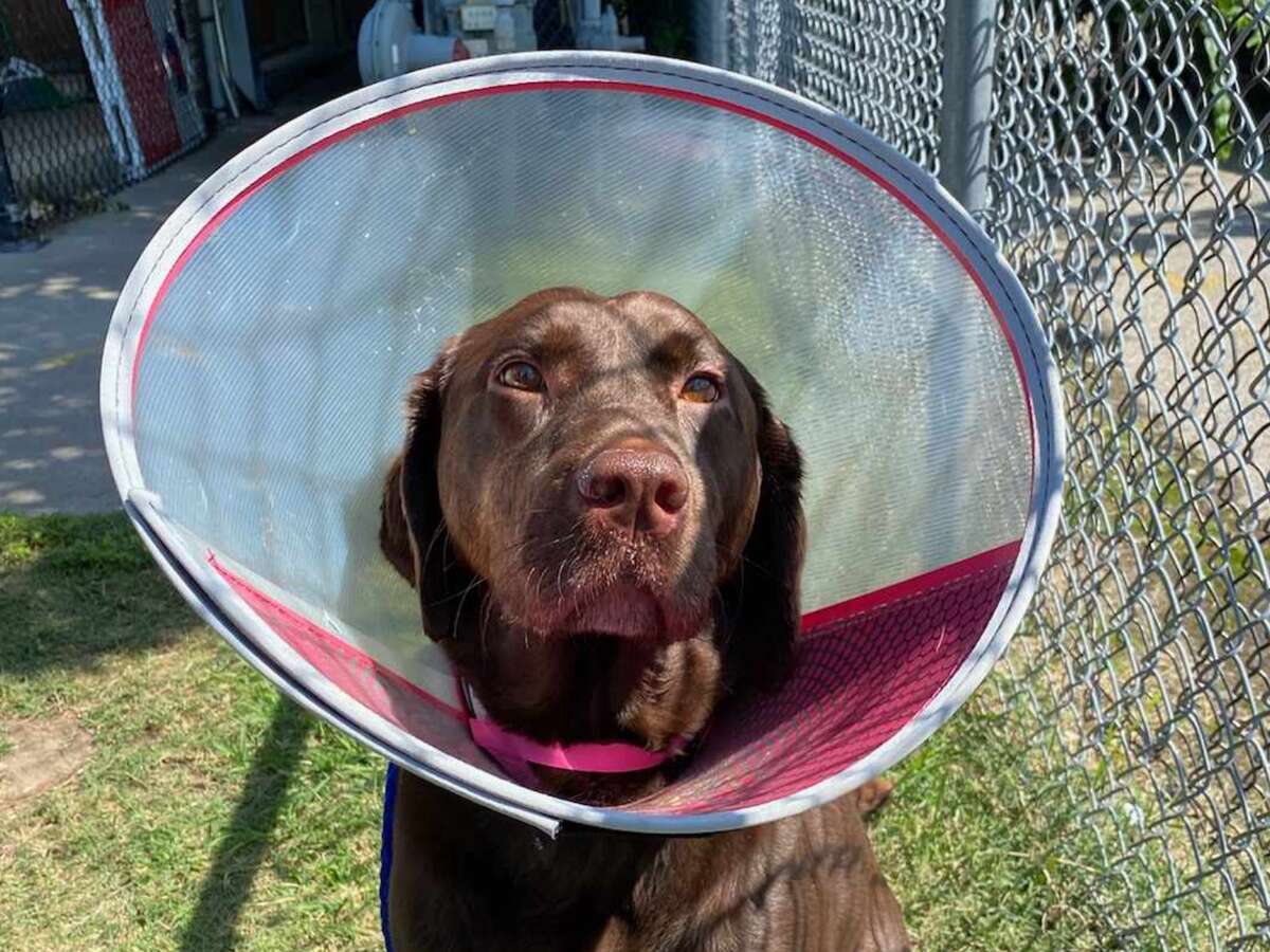 CenterPoint pays vet bills after Pasadena dog-bee swarm incident