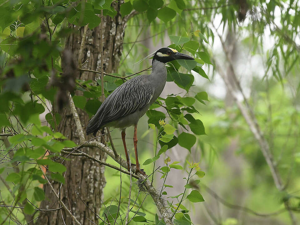 Bird with awesome yellow hair is Houston's best-kept secret