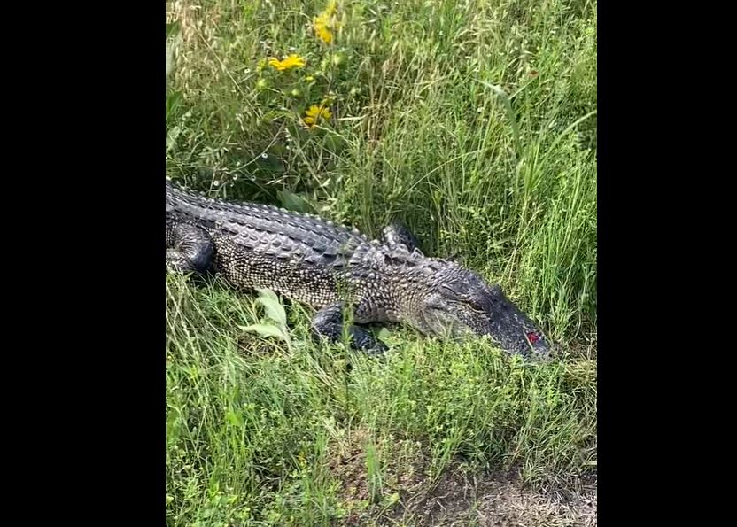 Rain causes unusual alligator sighting in Texas county