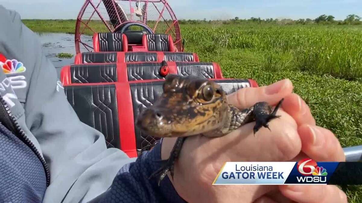 The dangerous job of alligator conservation and the fight to save ...