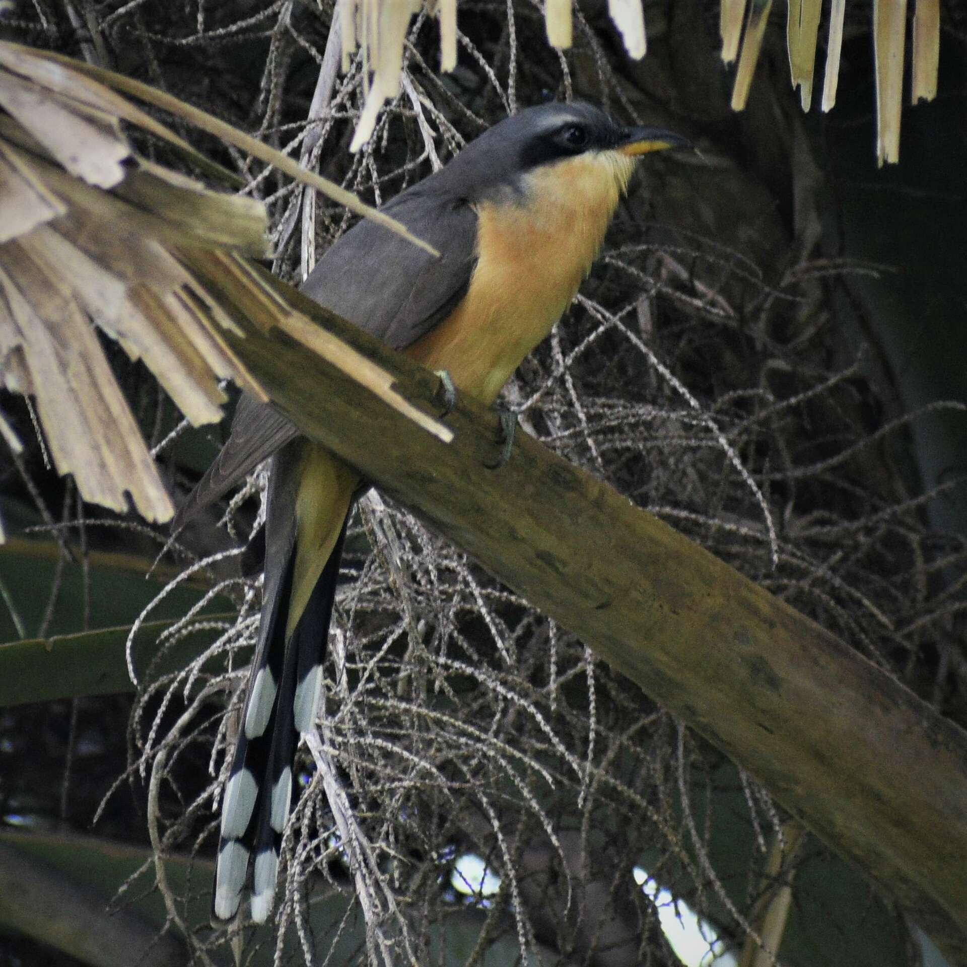 Mangrove cuckoo flocks to Texas for first time since 1982