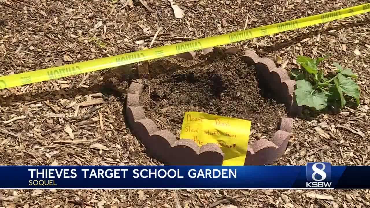 Thieves steal trees, plants and fruit bushes from elementary school