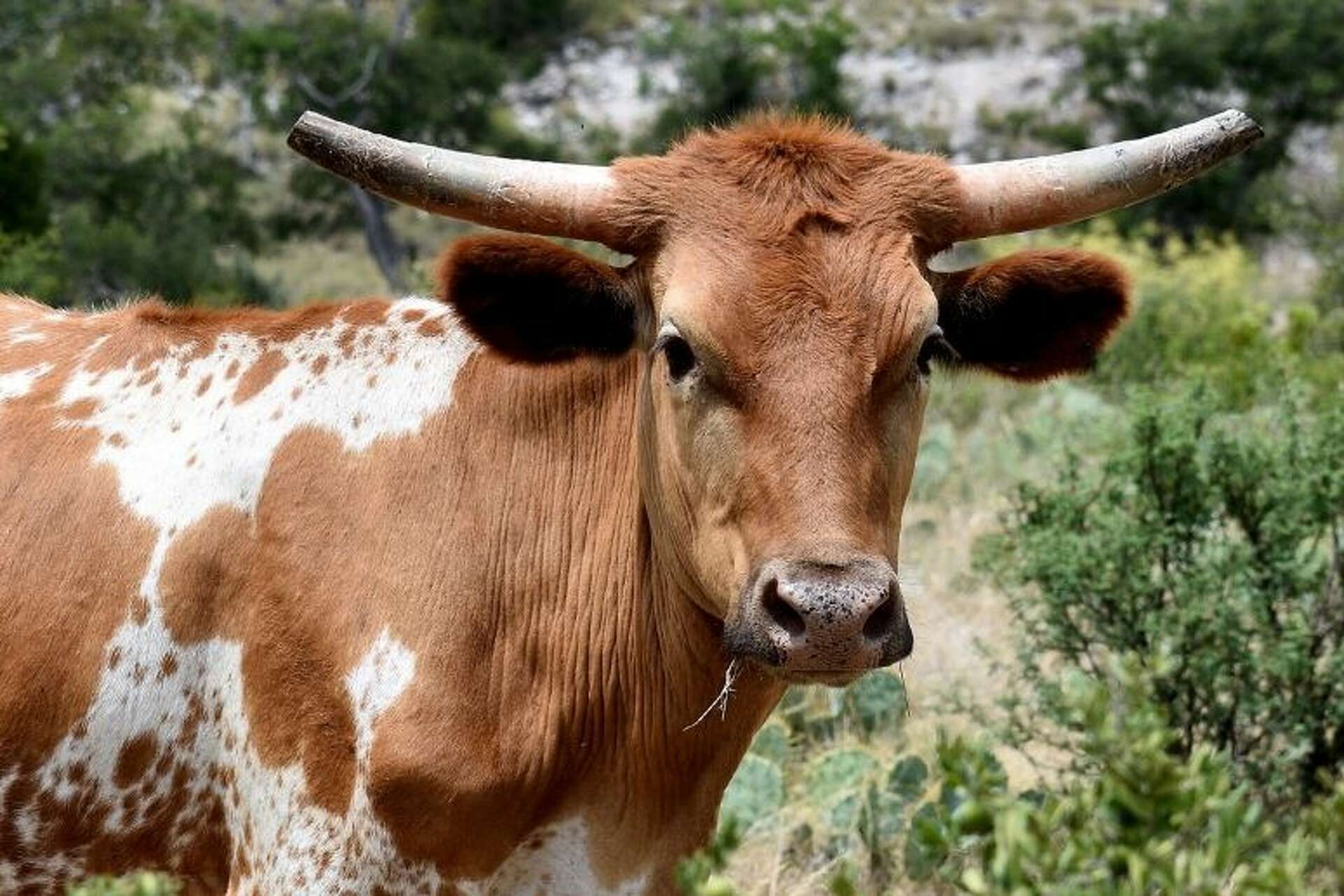 Mysterious Texas cow deaths now warrant $5,000 reward for info