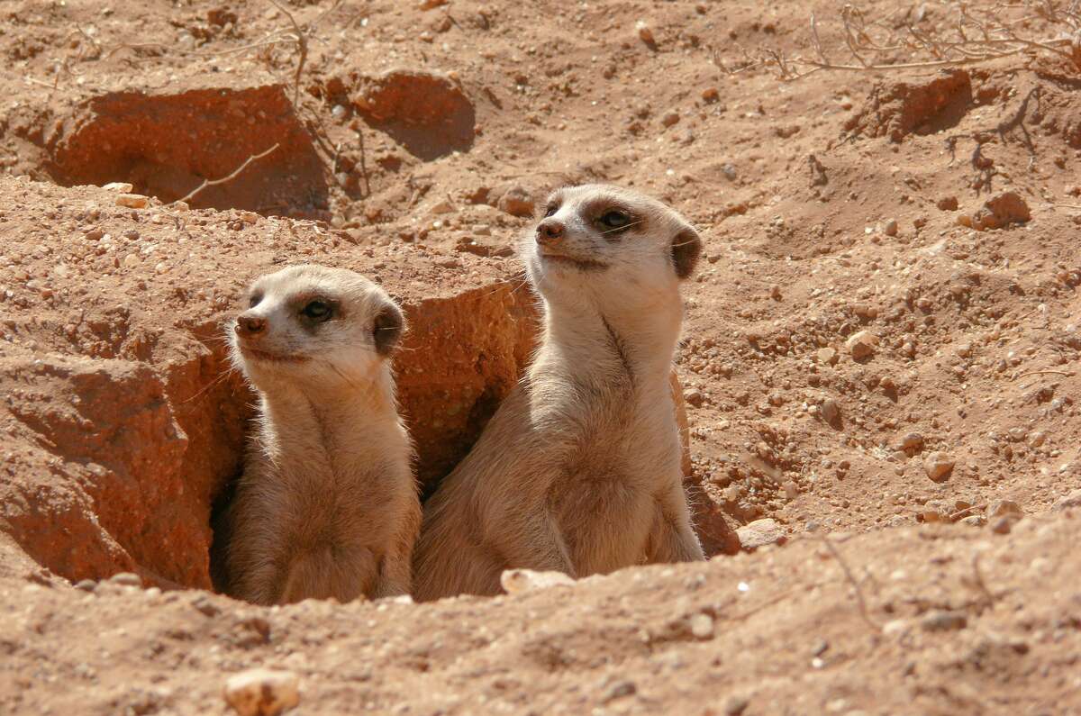 Meerkats welcomed back to San Antonio Zoo after 27 years