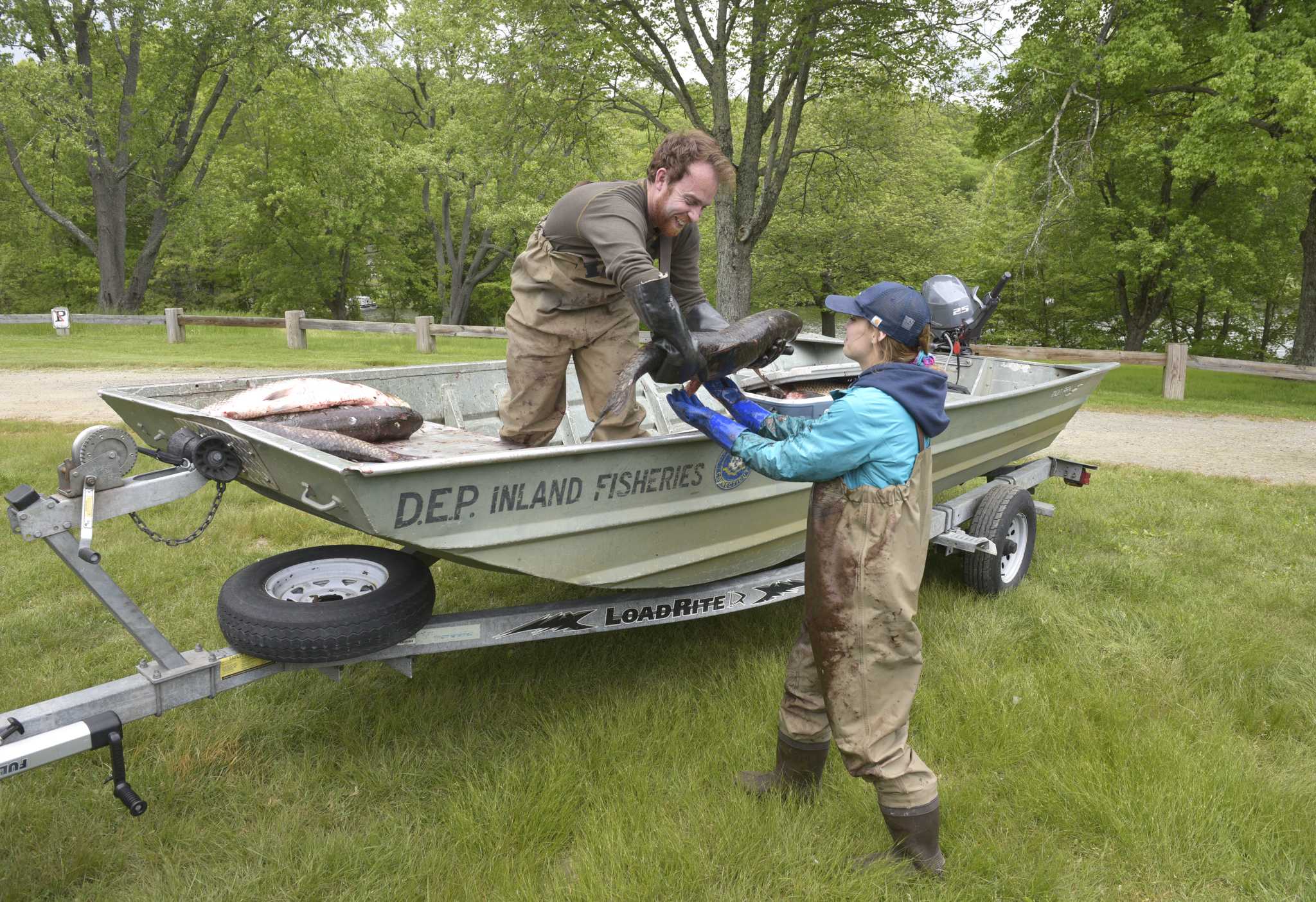 To revive Candlewood Lake's plant life, DEEP begins removing carp
