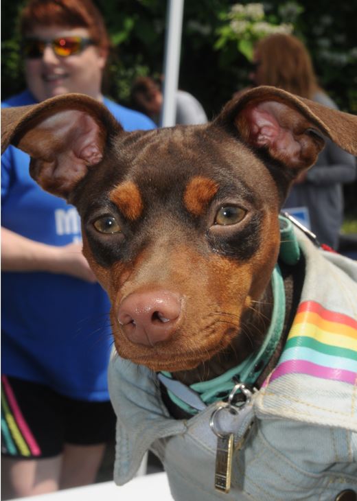 Best friends made the Riverbend rounds during Alton Pup Crawl
