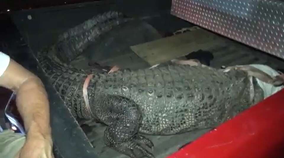 11-foot alligator found in Missouri City, walking down the street