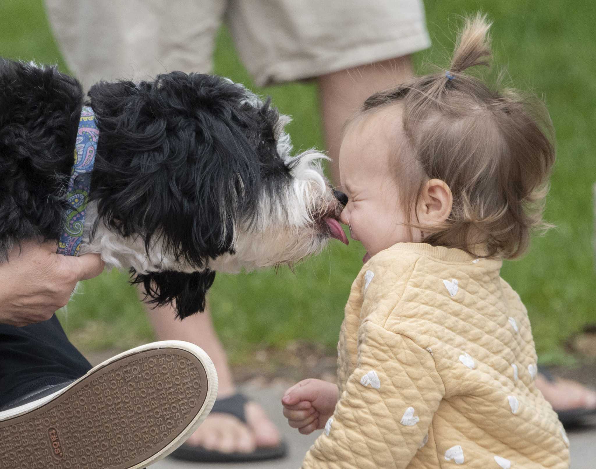 Photos: Pets perfectly parade their proud paws