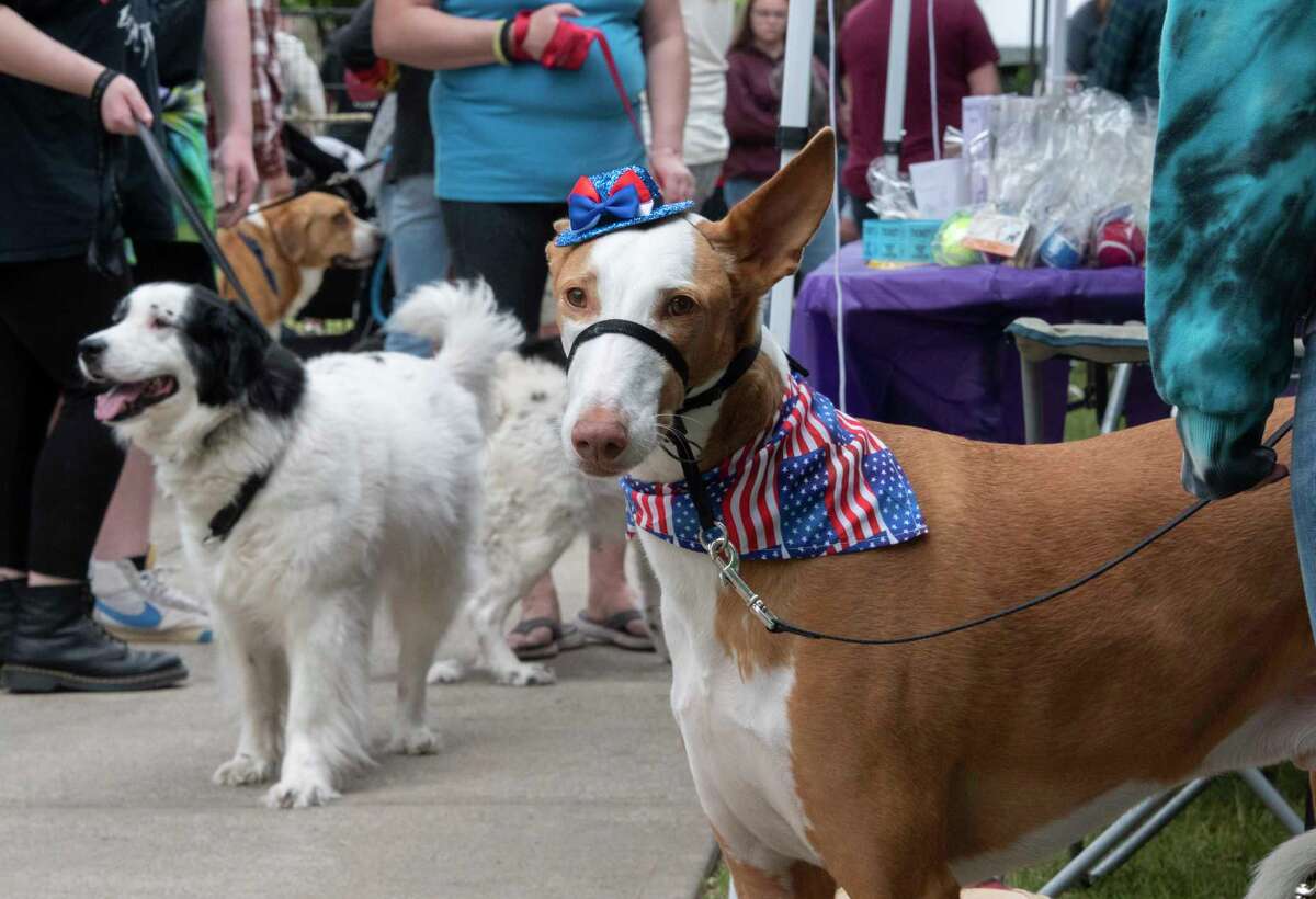 Photos: Pets perfectly parade their proud paws
