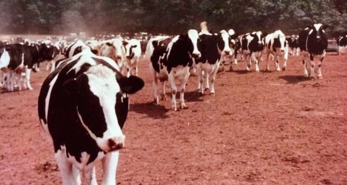 Conference commemorates 50 years since the PBB disaster