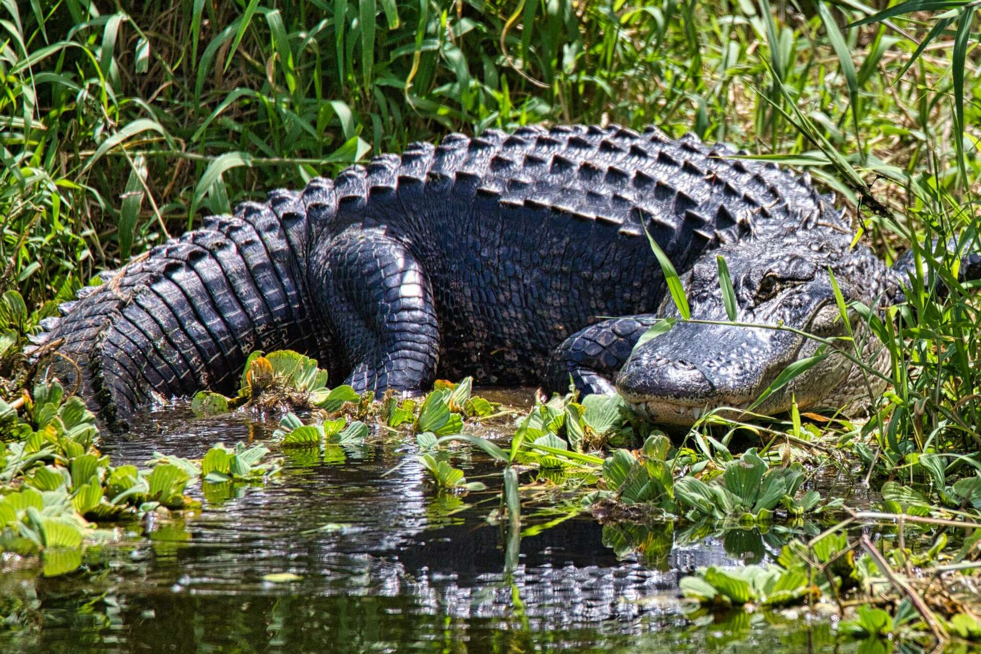 Giant 1,200-pound alligator with 3 legs caught near Houston