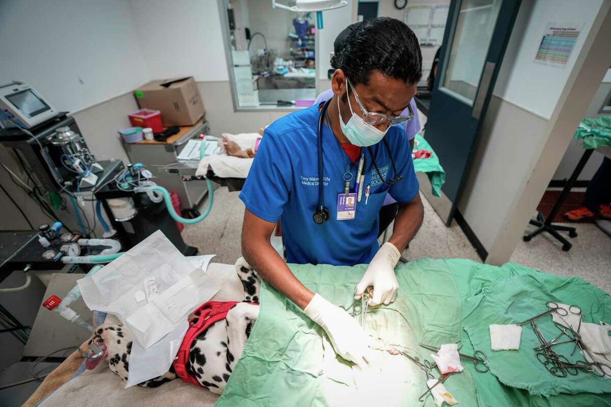 Houston veterinarian wins Shelter Vet of the Year animal care award