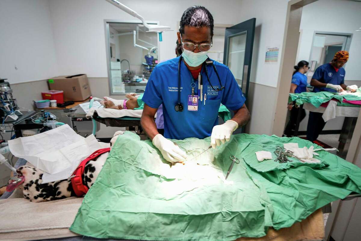 Houston veterinarian wins Shelter Vet of the Year animal care award