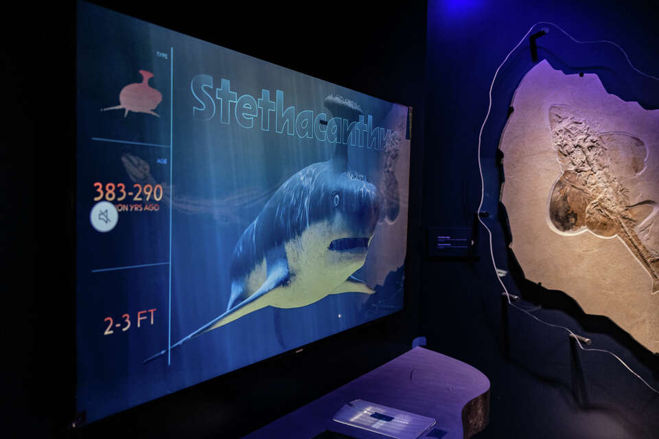New Houston shark exhibit takes a bite out of the myths