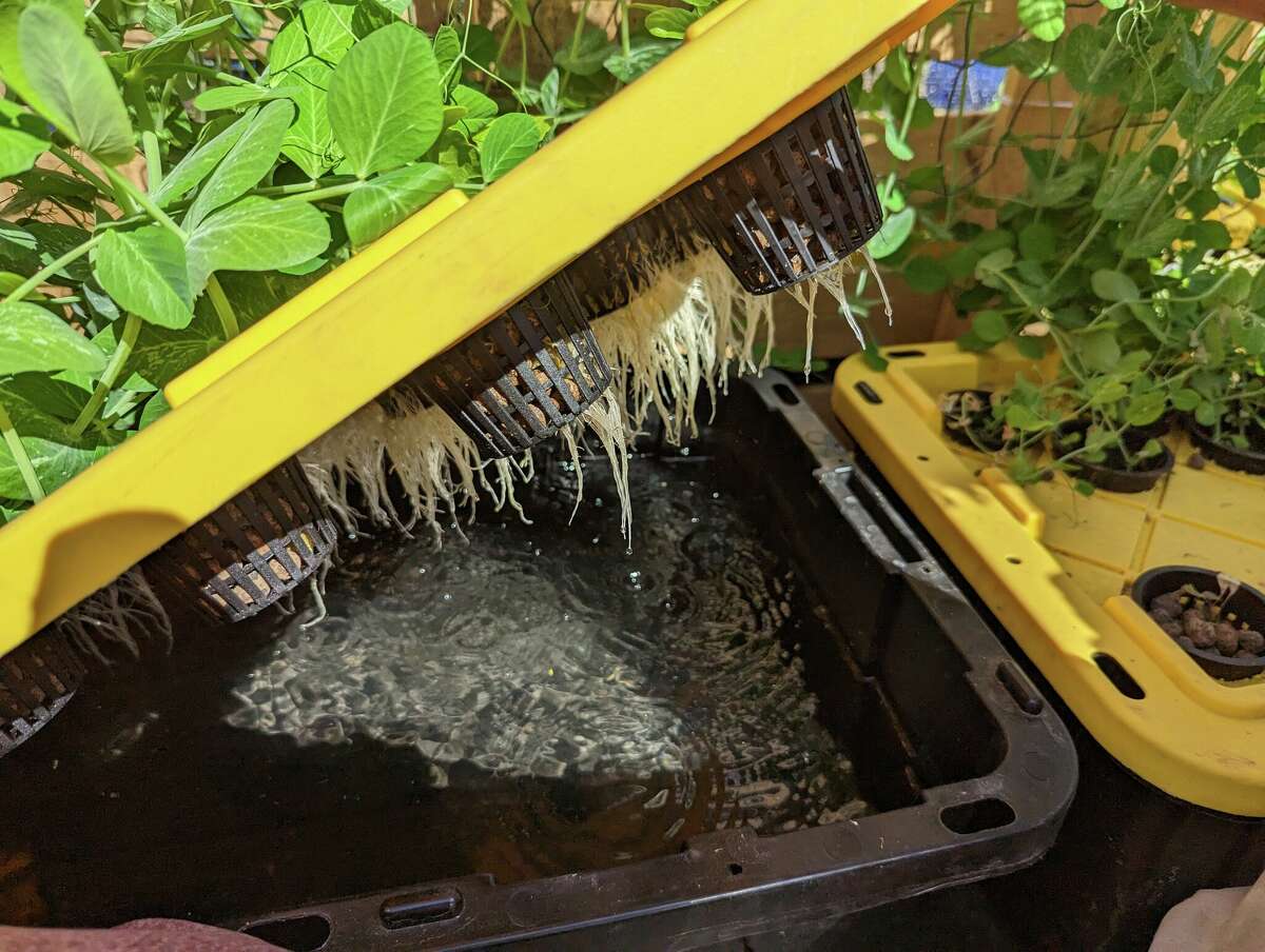 Retired teacher combats food insecurity with Hartford hydroponic farms