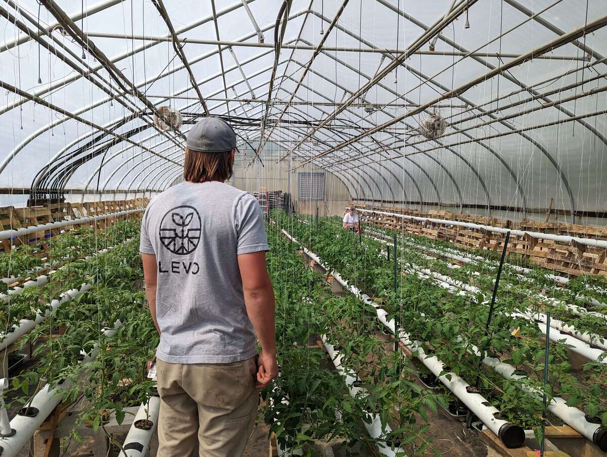 Retired teacher combats food insecurity with Hartford hydroponic farms