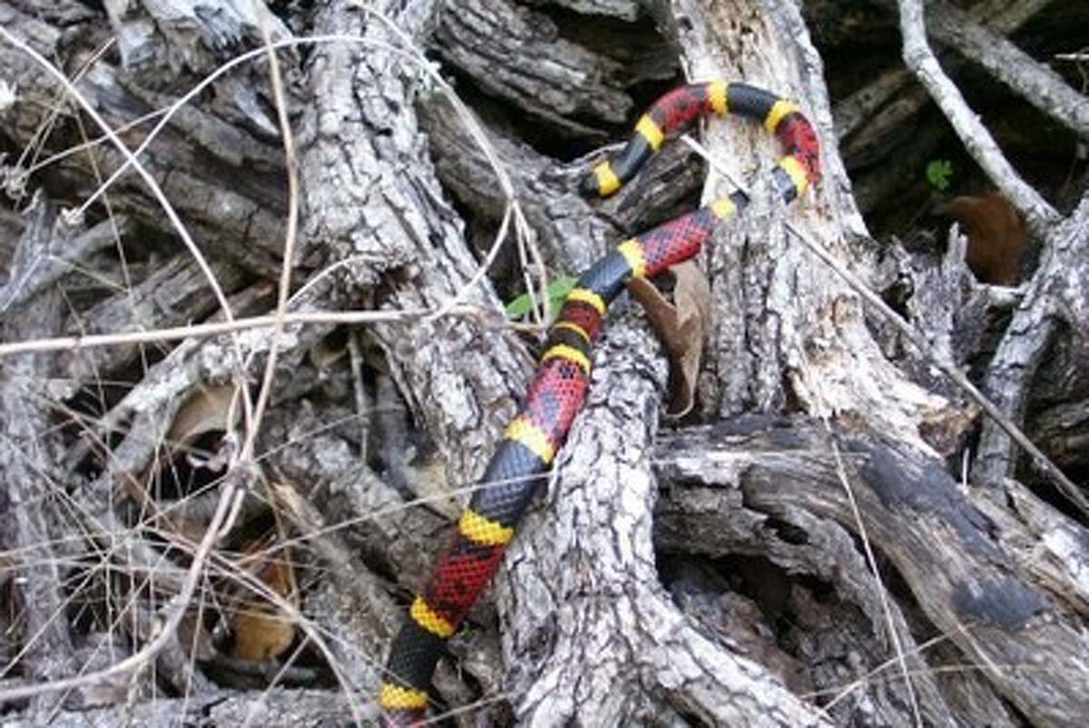 Texas' main venomous snakes include copperhead, coral snake