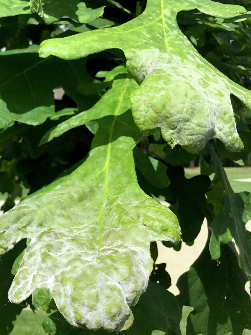 How to get rid of Velcro weed and keep wildflowers