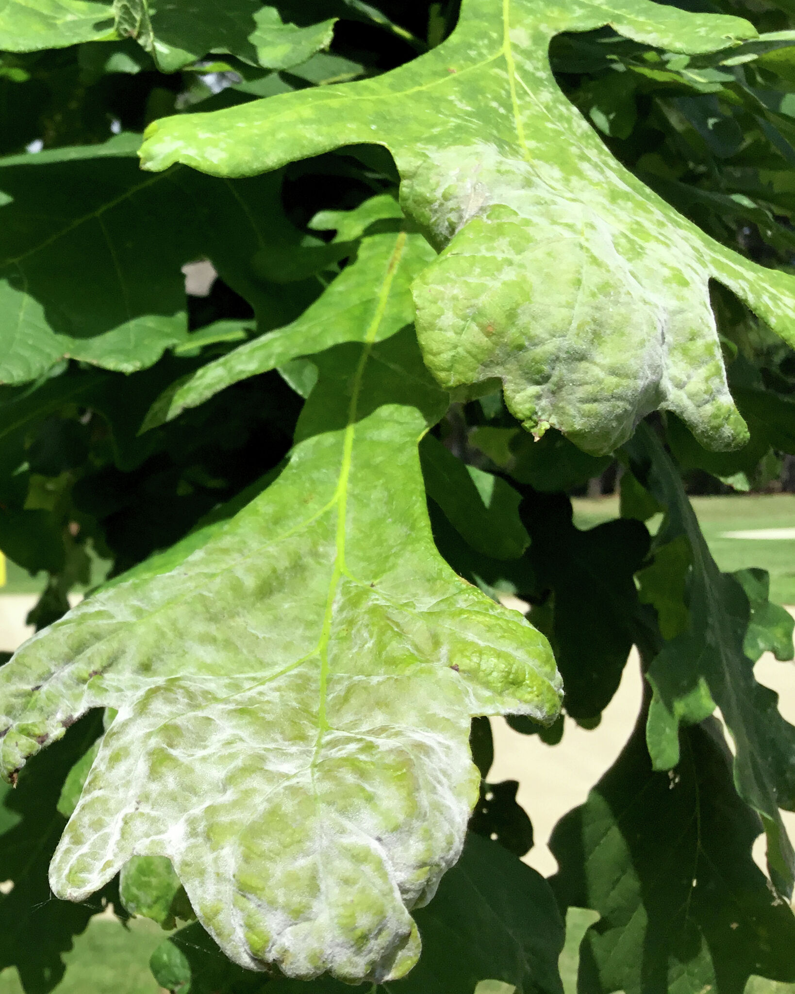 How to get rid of Velcro weed and keep wildflowers