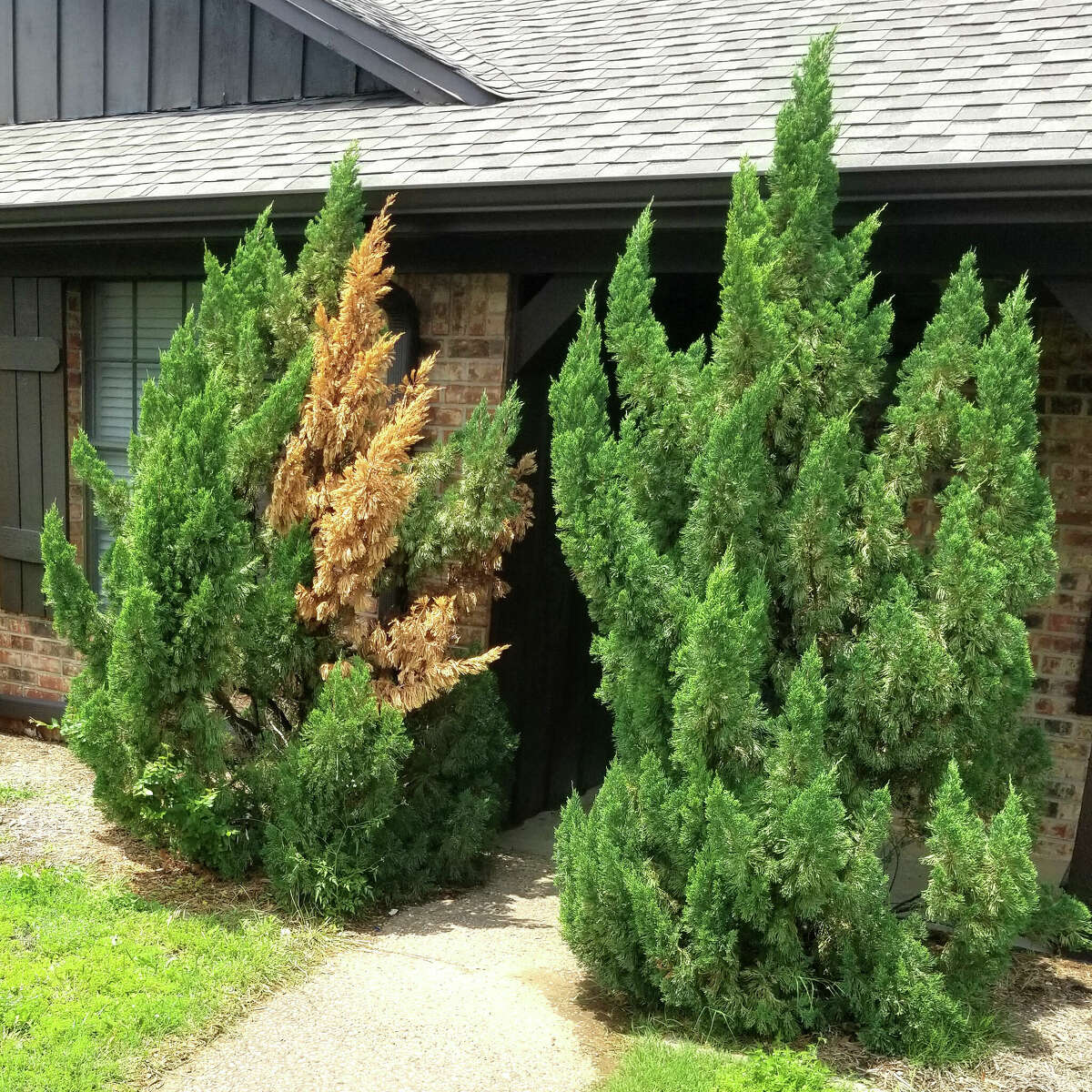 How to get rid of Velcro weed and keep wildflowers