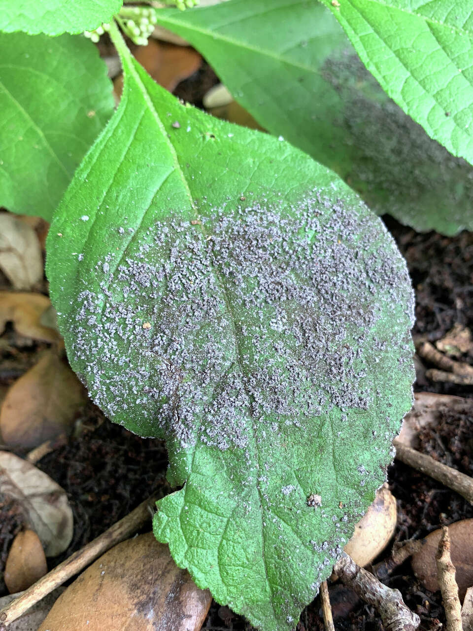 How to get rid of Velcro weed and keep wildflowers