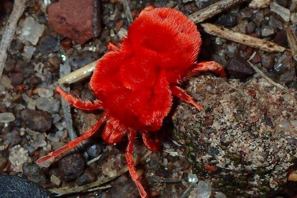 Bizarre 'red velvet' mites emerge from the Texas desert