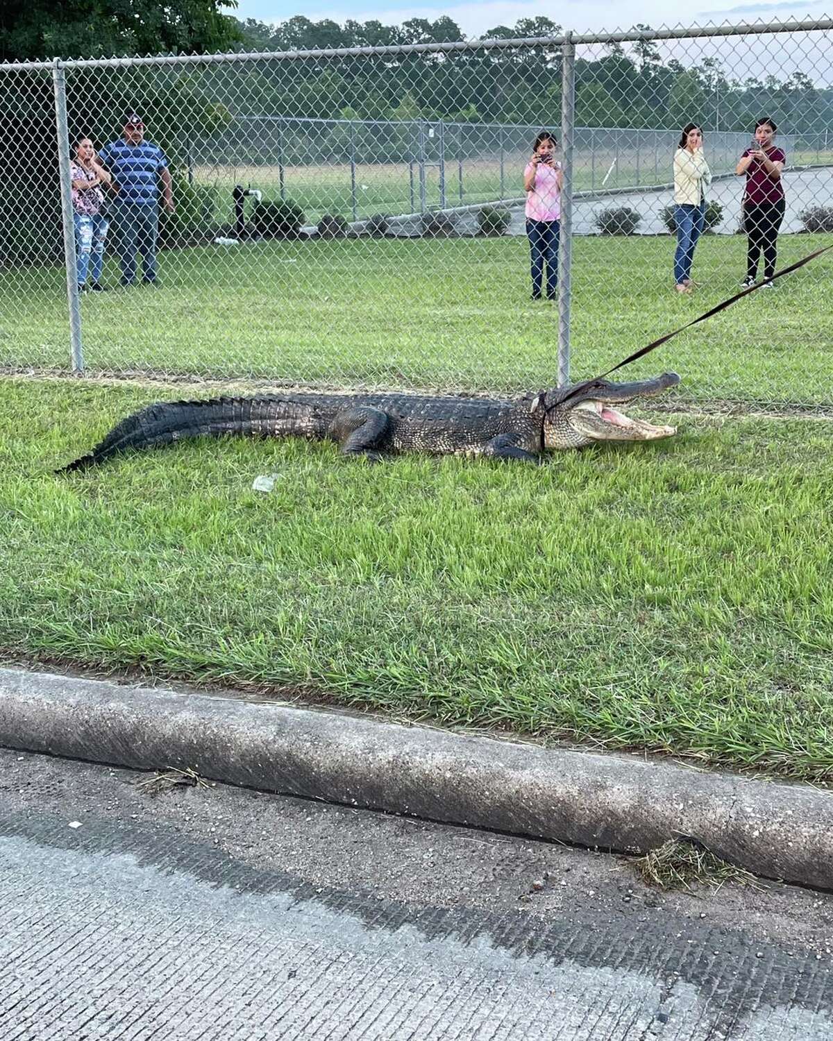 10-foot alligator causes Houston 'traffic jam,' removed and rescued
