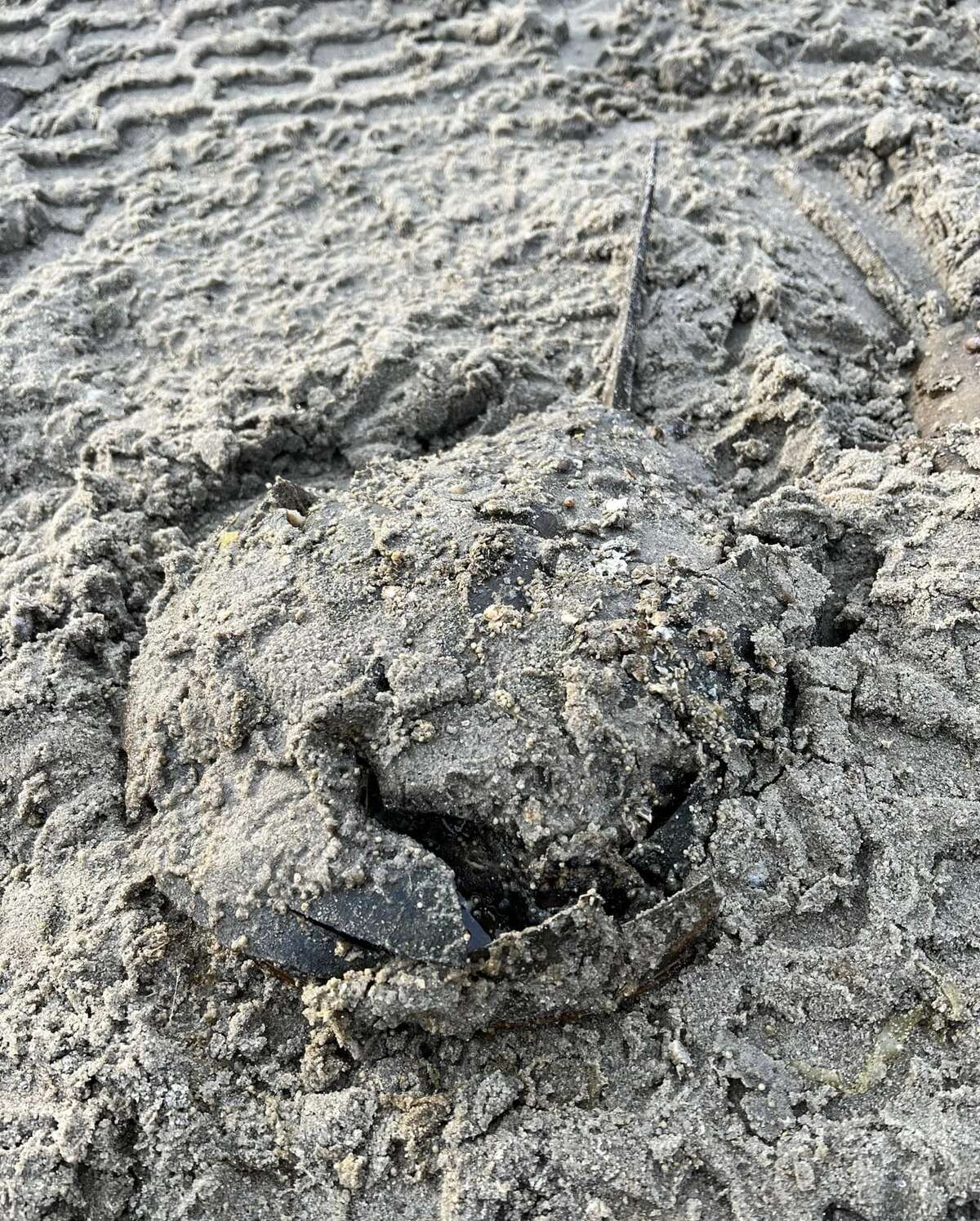 Did Bridgeport break CT rules when horseshoe crabs were killed?