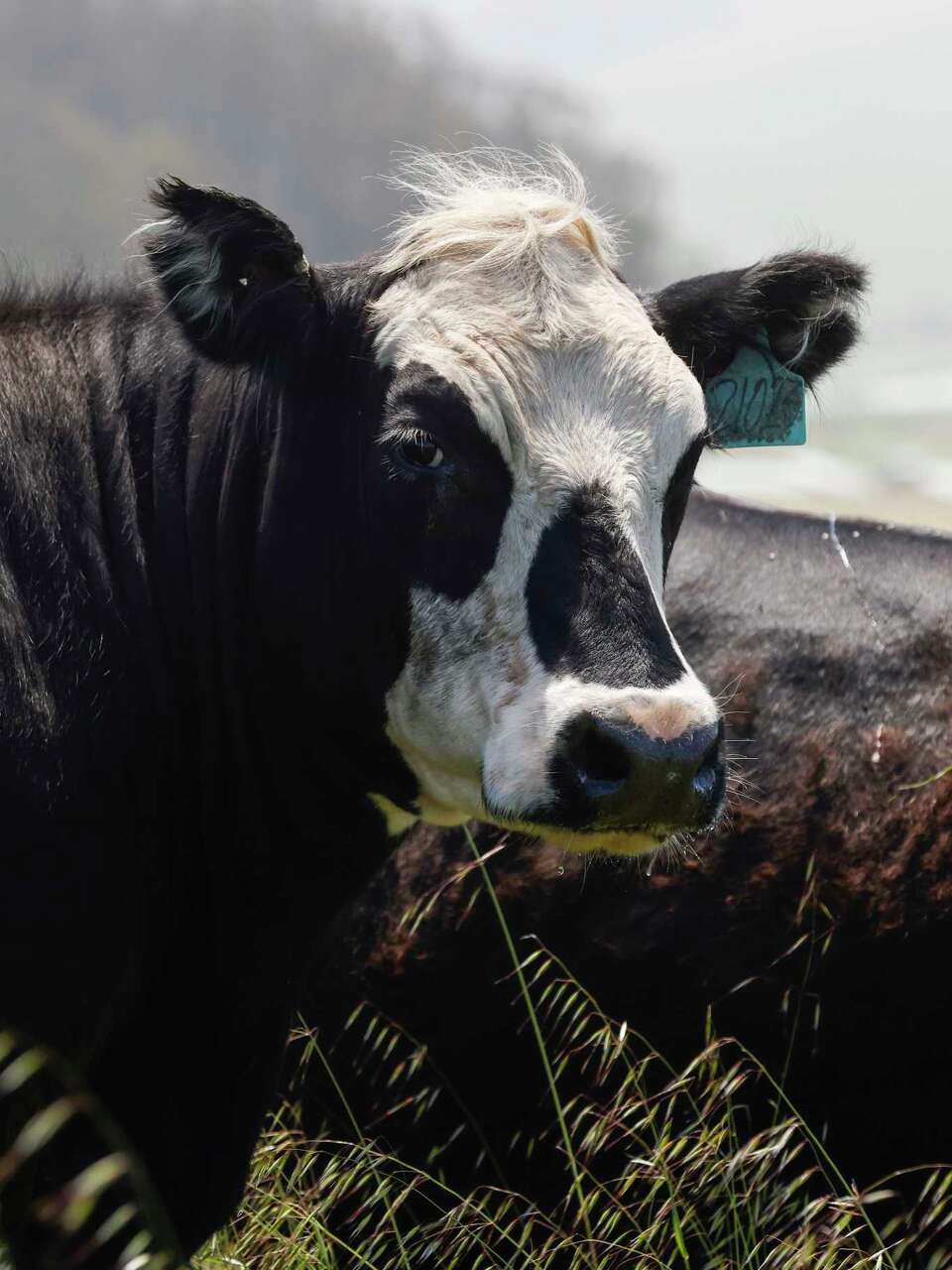 The secret to California chefs’ best-tasting steaks? Old cows