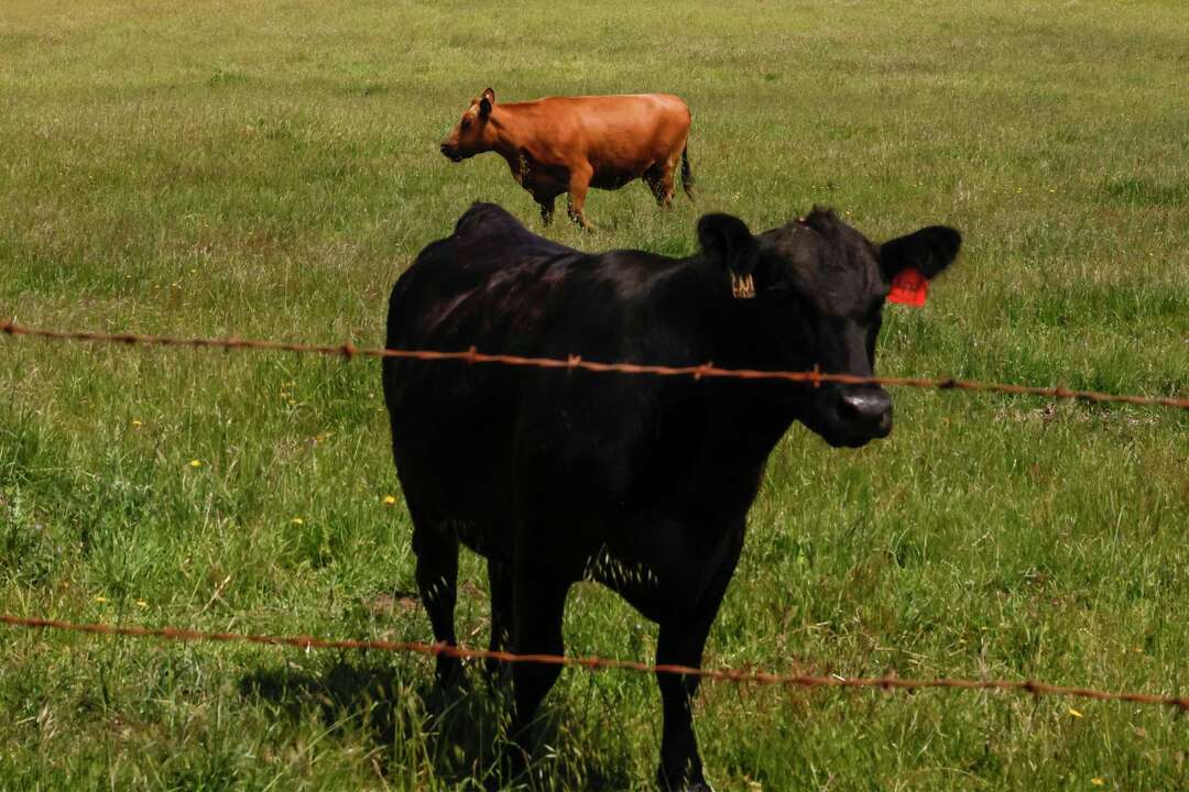 The secret to California chefs’ best-tasting steaks? Old cows