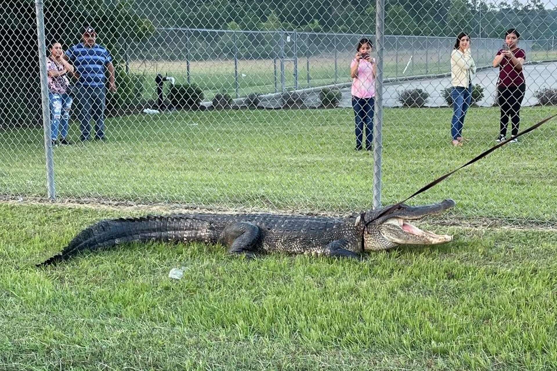 Giant alligator measuring 10 feet stops traffic in Texas