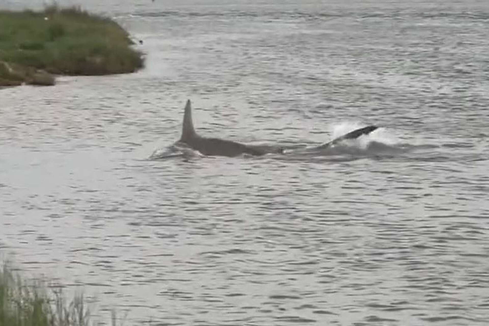 Massive hammerhead shark swims near Galveston Island