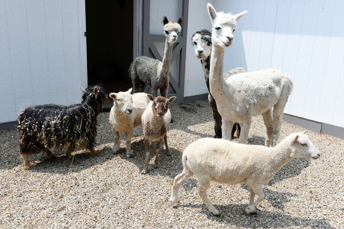 Southport sanctuary seeks help to care for rescued animals