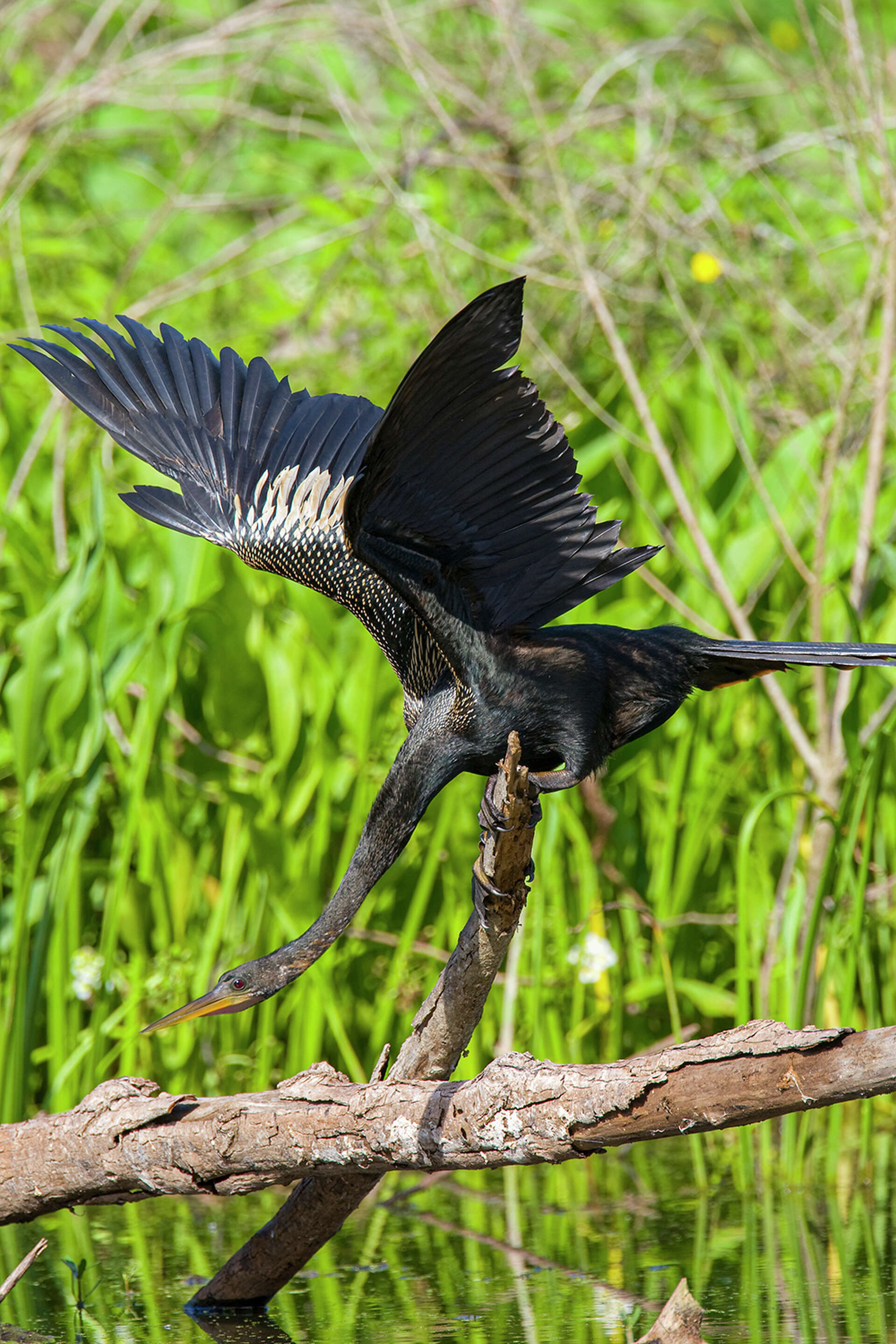 Is this the ugliest bird? Anhinga, or snake bird, haunts bayous