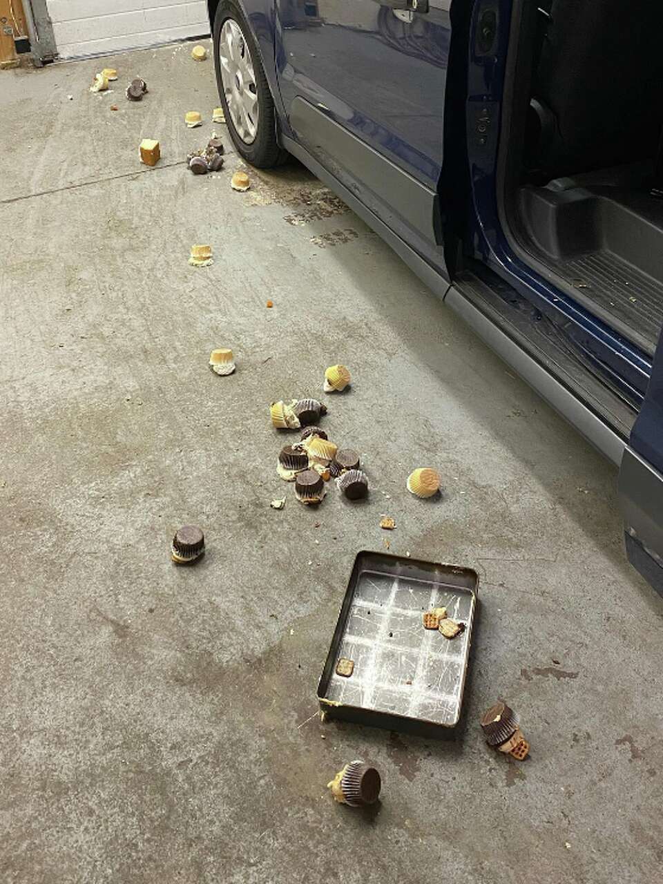 Bear entered CT bakery, destroyed cupcakes, charged at employee