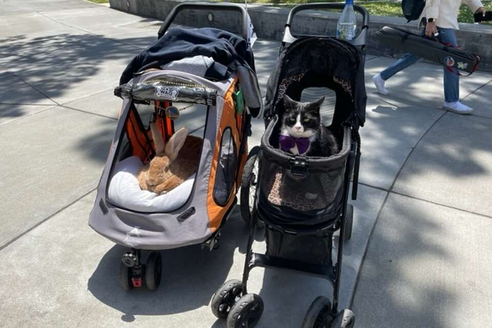 SFO adds first cat to animal therapy crew