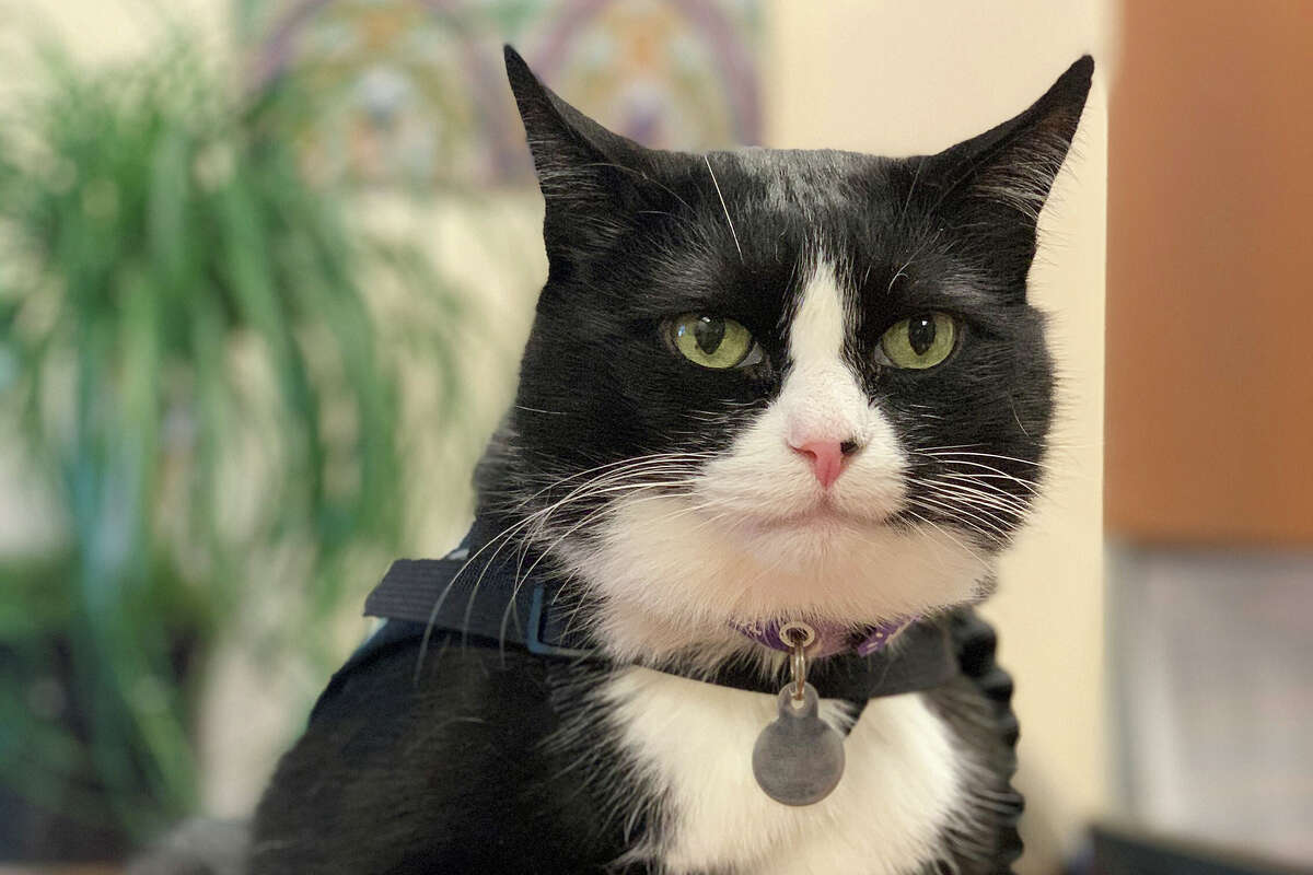 SFO adds first cat to animal therapy crew