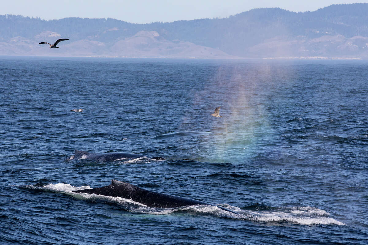 'Whales are out in force' incredibly close to SF Bay Area coast