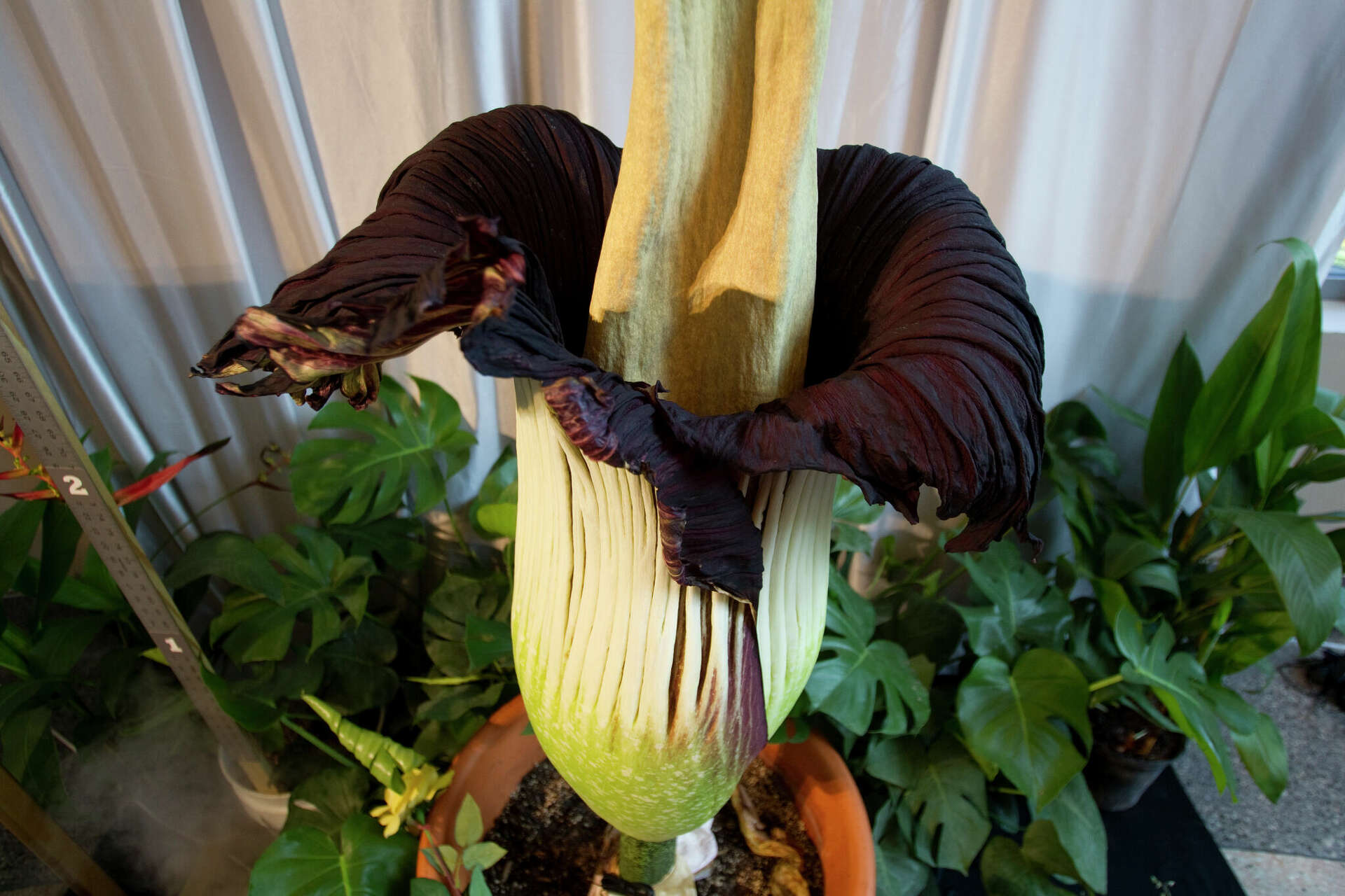 An ultra rare corpse flower just bloomed at Houston museum