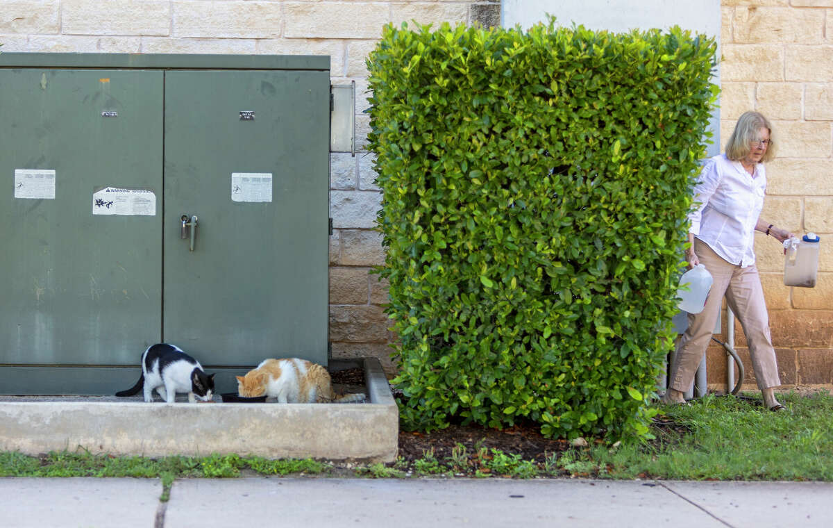 Roadrunner Cat Coalition at UTSA helps manage San Antonio's feral cats