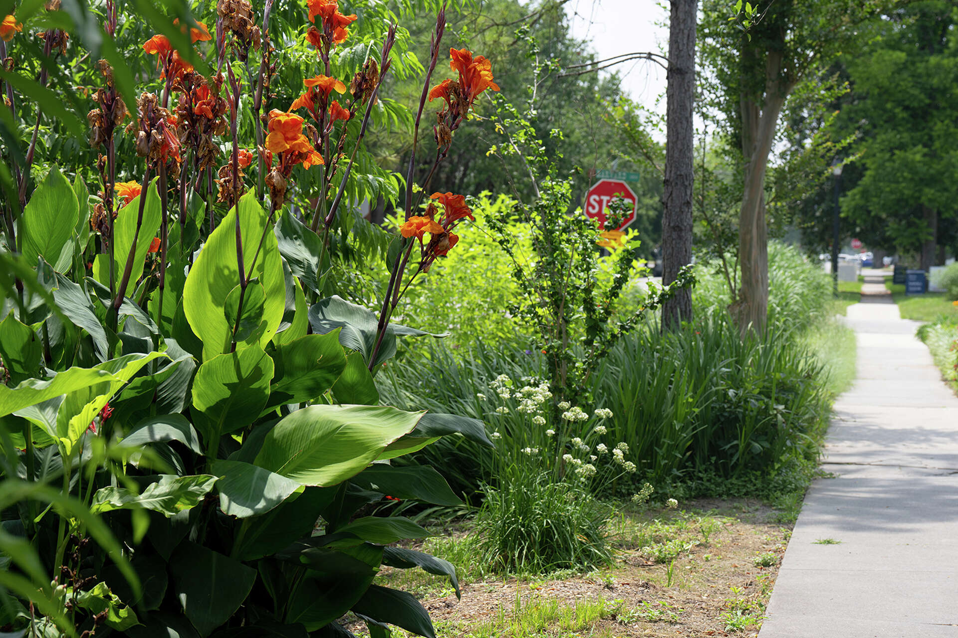 In praise of open ditches (Opinion)