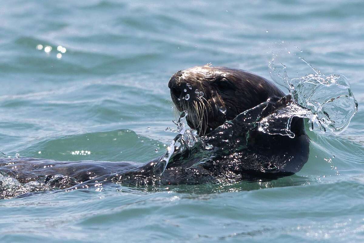 Sea otters might be reintroduced to historic Bay Area habitat