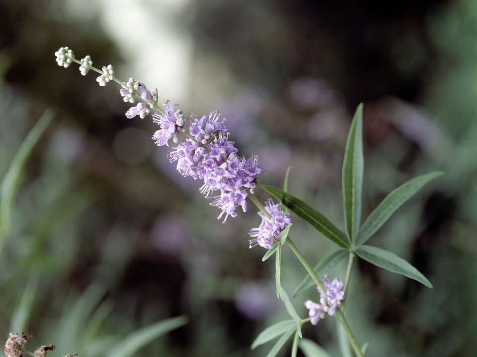These subtropical shrubs are in full bloom including Texas lilac