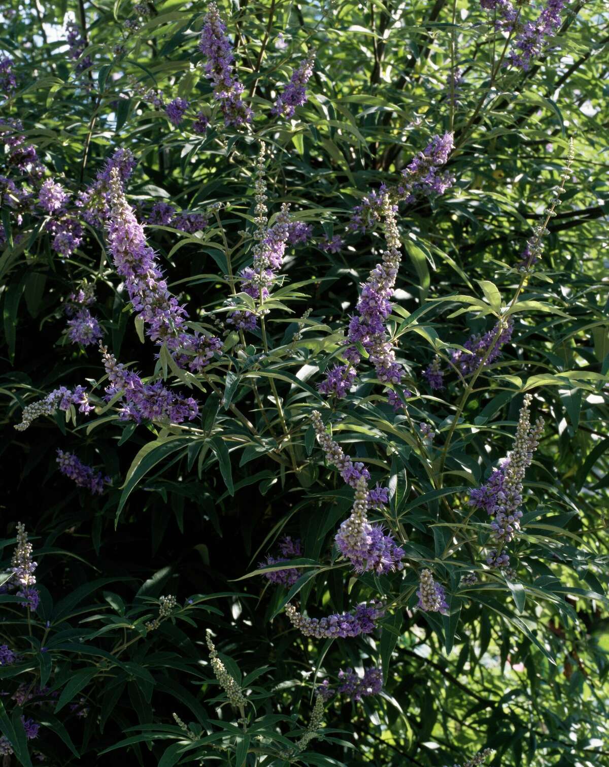 These subtropical shrubs are in full bloom including Texas lilac