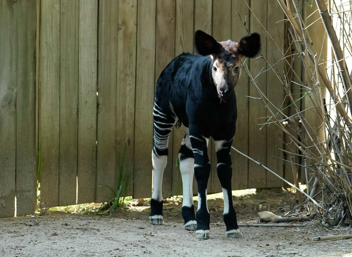 Houston Zoo's rare baby okapi named in honor of mayor Sylvester Turner