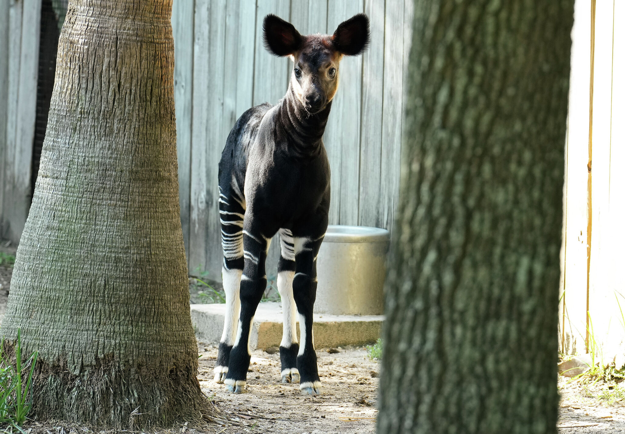 Houston Zoo's rare baby okapi named in honor of mayor Sylvester Turner