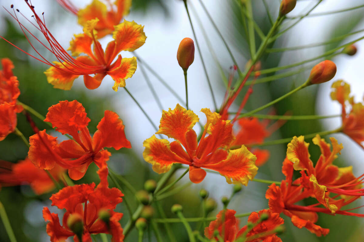 These subtropical shrubs are in full bloom including Texas lilac