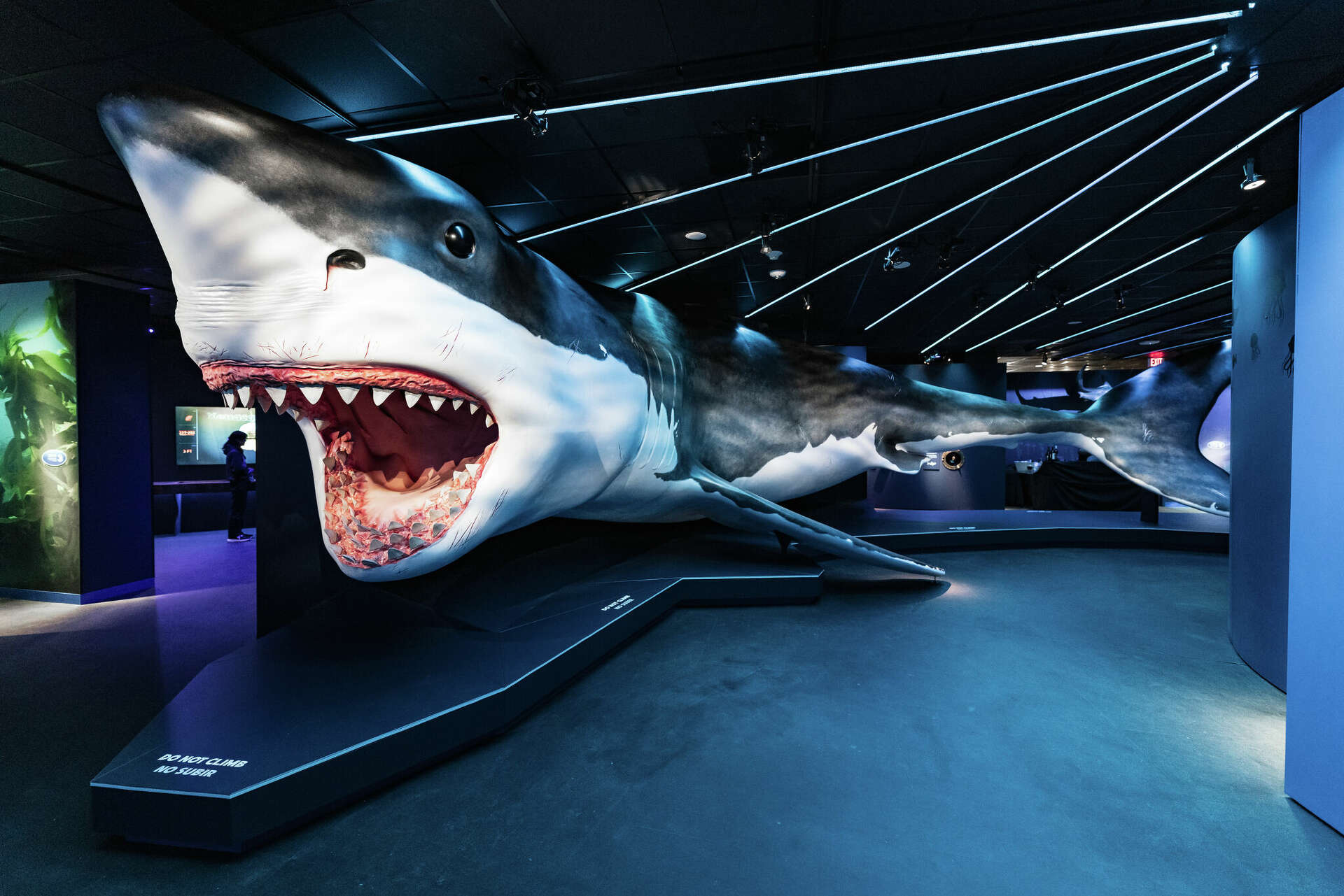Shark Week: Texas beaches with most shark encounter reports, data show